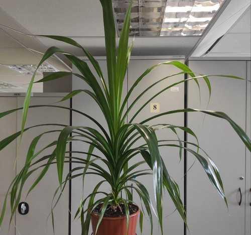 Комнатные цветы Панданус