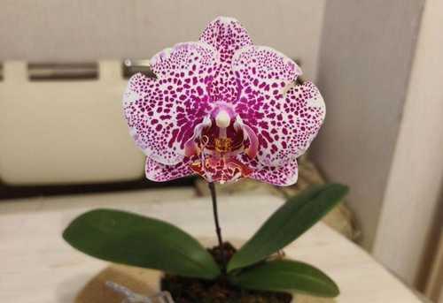 Орхидея фаленопсис Dragon maple