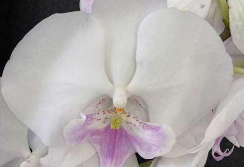 Орхидея Manta Mindoro биглип