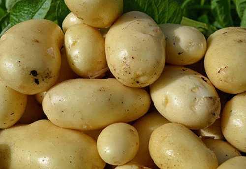 Картофель сорта Импала