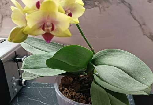 Орхидея фаленопсис мультифлора