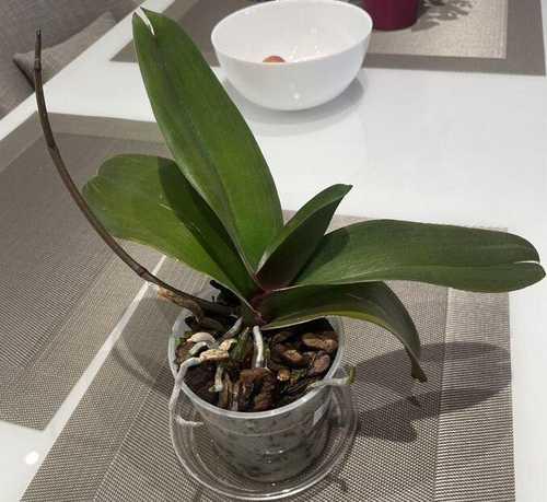 Орхидея фаленопсис Pearl Beauty(variegata) азия