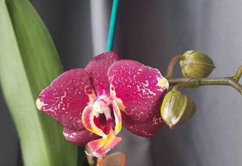 Орхидея цветущая азиатская