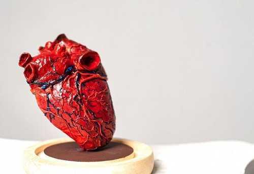 Анатомическая модель сердца с демонстрацией корона