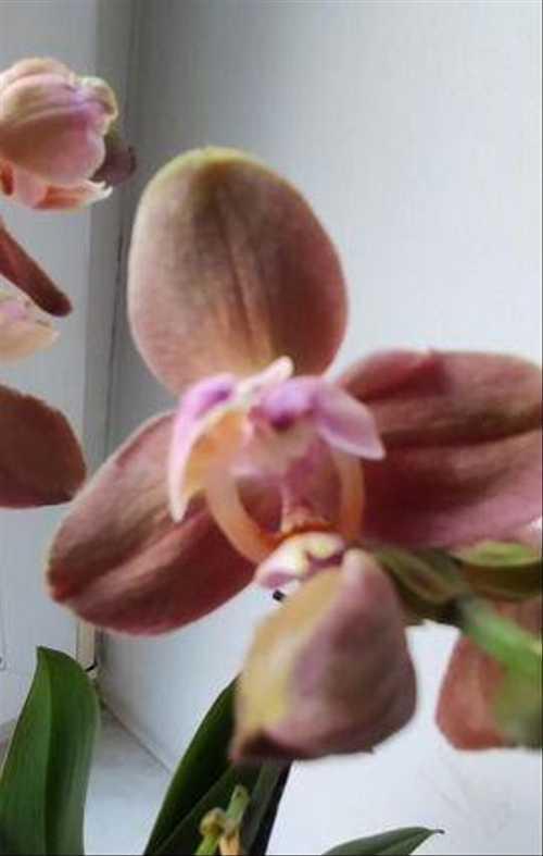 Орхидея фаленопсис Монако мутант