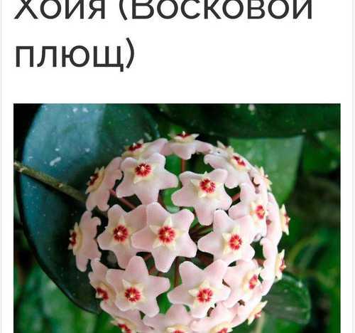 Хойя восковой плющ комнатное растение