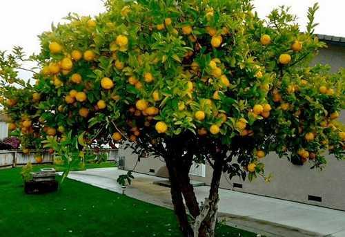 Дерево лимонное.Испания