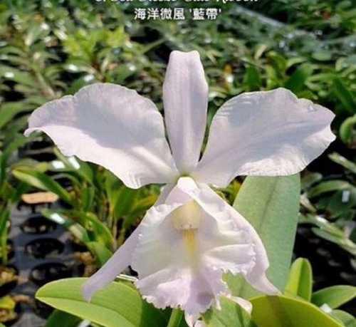 Орхидея Каттлея, брассовола