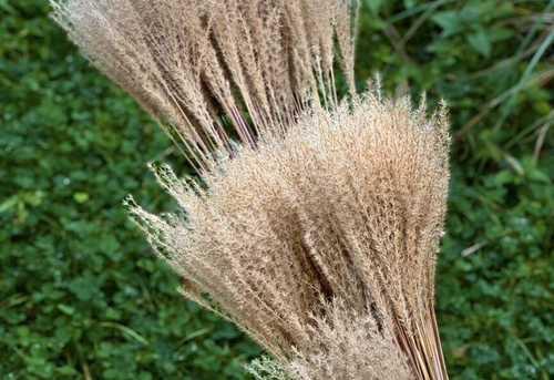 Сухоцветы мискантус пампасная трава