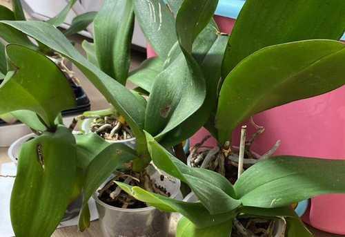 Орхидея фаленопсис разные сорта