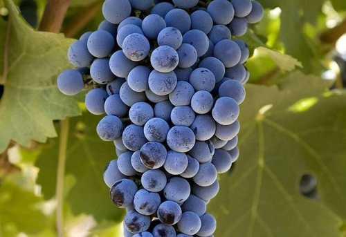 Саженцы винограда Каберне