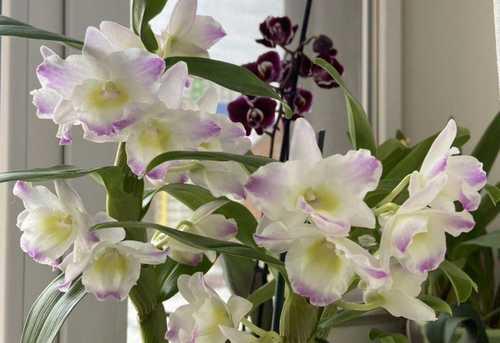 Дендробиум нобиле бело-розовая