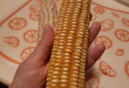 Семена кукурузы не гибрид