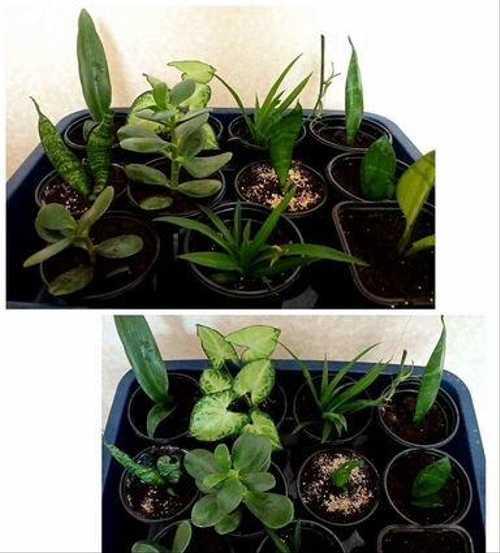 Комнатные растения. Сансевиерия, хлорофитум и др