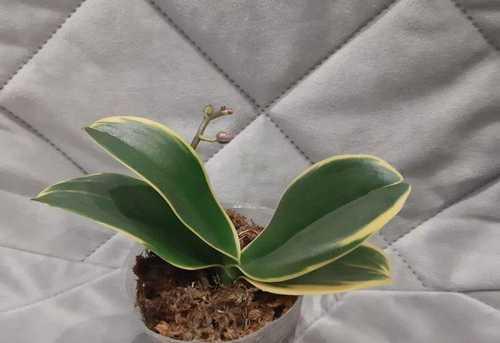 Орхидея вариегатная