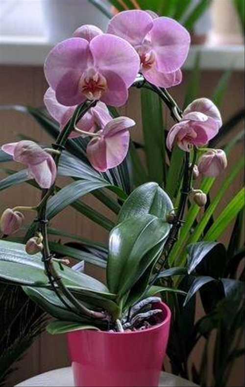 Орхидея Астрид каскад подарочный