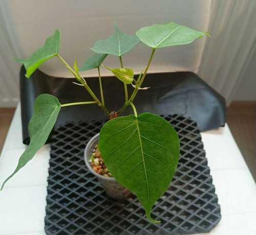 Фикус Эдем, Религиозный, Ficus Religiosa, Бодхи