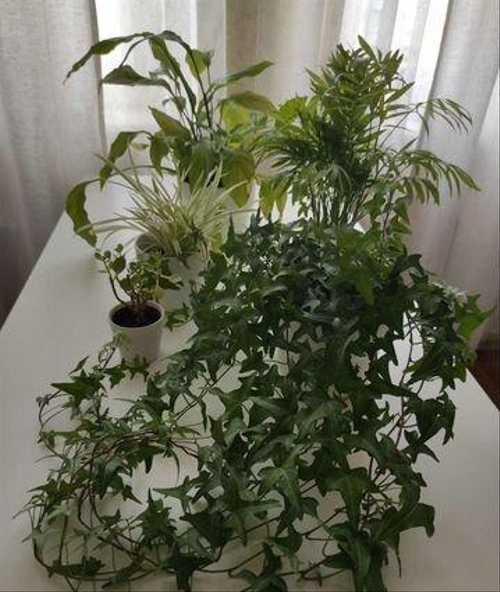 Комнатные растения в кашпо цена за 5 шт