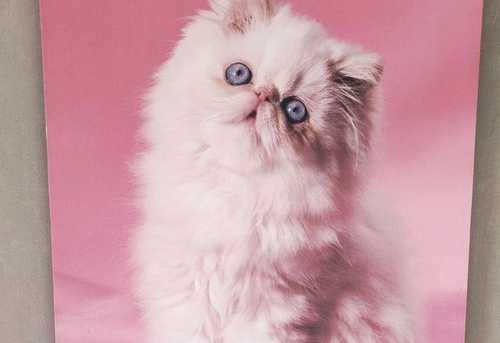 Картина на холсте "Персидский котенок" 40х50 см