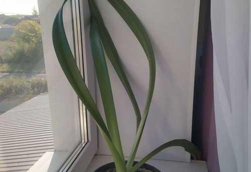 Аспарагус комнатное растение