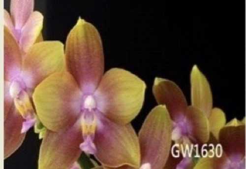 Орхидея Tying shin phoenix x phal. Mituo belb eagl
