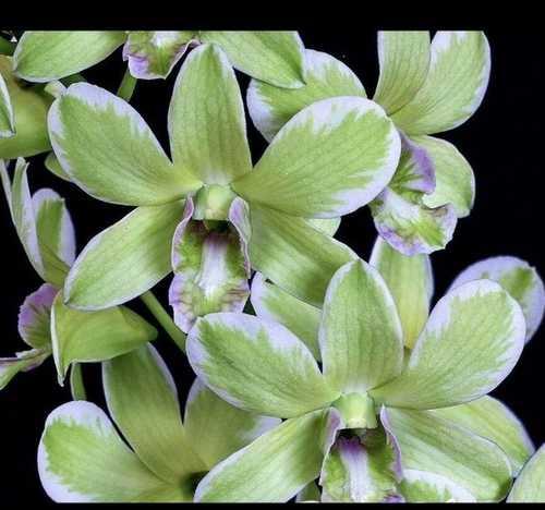 Орхидея дендробиум Burana Green 'variegata'