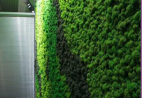 Зеленый уголок: стены из живых растений. Арт: 2176