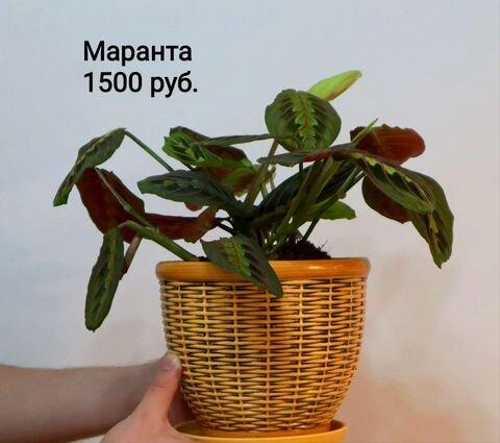 Комнатные растения в подарок
