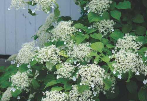 Гортензия черешковая Hydrangea petiolaris