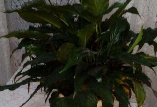 Цветок комнатное растение Спатифиллум