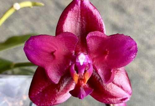 Орхидея Phal Mituo Pink ES