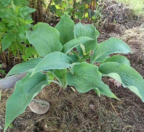 Хоста Raucous Ruffles и Leapin Lizard