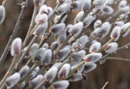 Верба и багульник оптом