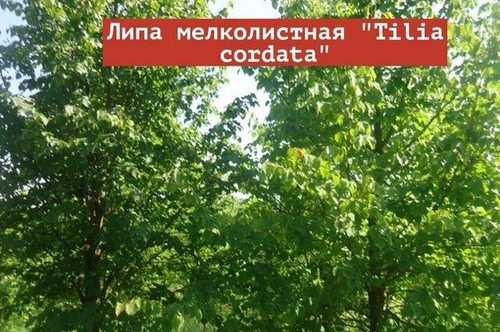 Липа мелколистная Tilia cordata о/с 16-18 400-500