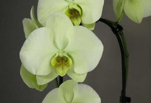Орхидея фаленопсис Зелёная