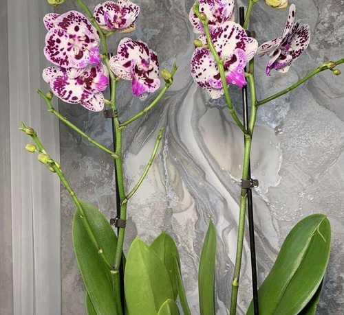 Орхидея Phal. Speechless Elegance, Big Lip