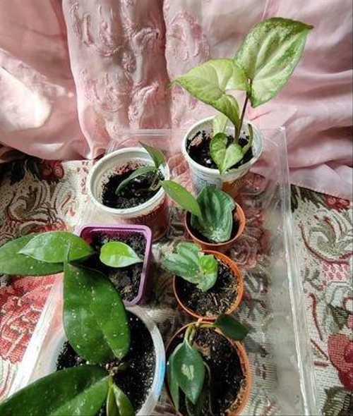 Разные растения для дома