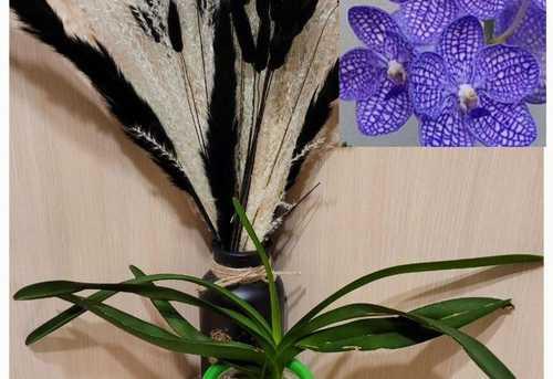 Орхидея ванда Chulee Blue Classic