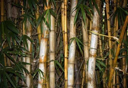 Бамбук с отправкой