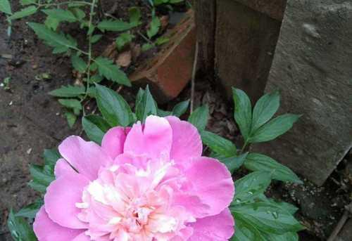 Хоста пион розовый мускари роза плетистая