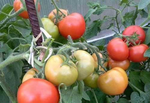 Семена томатов