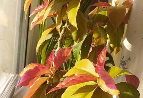 Переския годсефа (лиственный кактус)