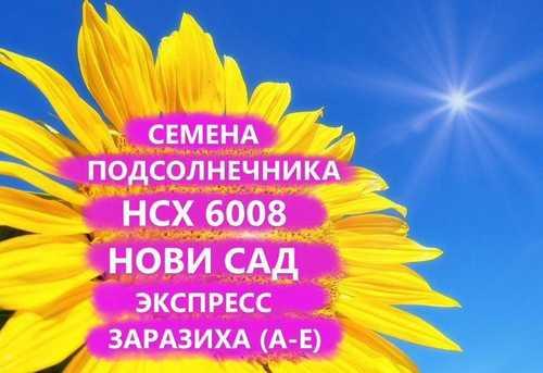 Семена подсолнечника нсх 6008 Экспресс Гибриды