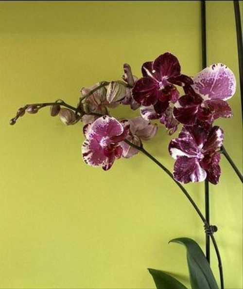 Орхидея фаленопсис вероника мутант