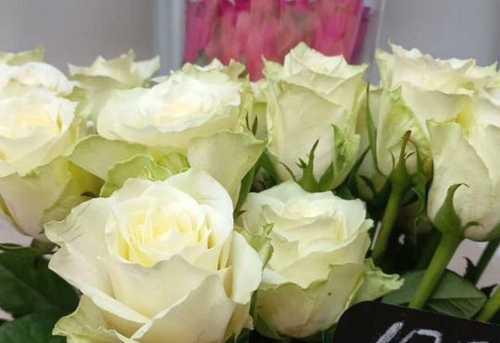 Роза белая доставка цветов