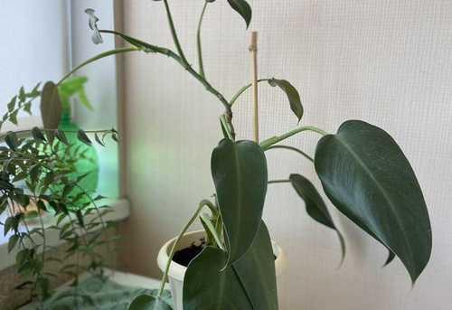 Филодендрон цветок в горшке