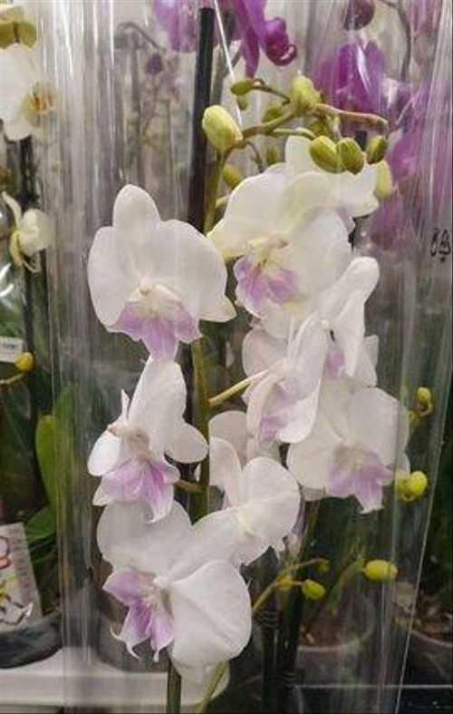 Орхидея фаленопсис белая редкая форма цветка