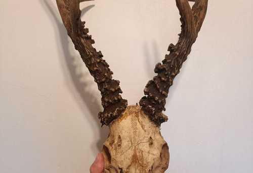Череп косули рога крупный самец