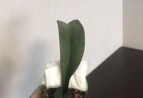 Орхидея фаленопсис детка каменной розы