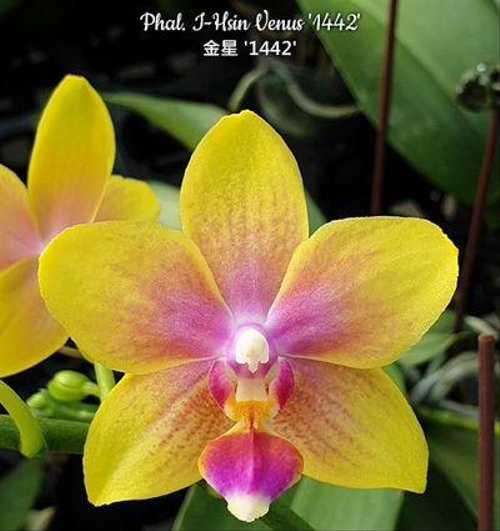 Орхидея Phal. I-Hsin Venus '1442'